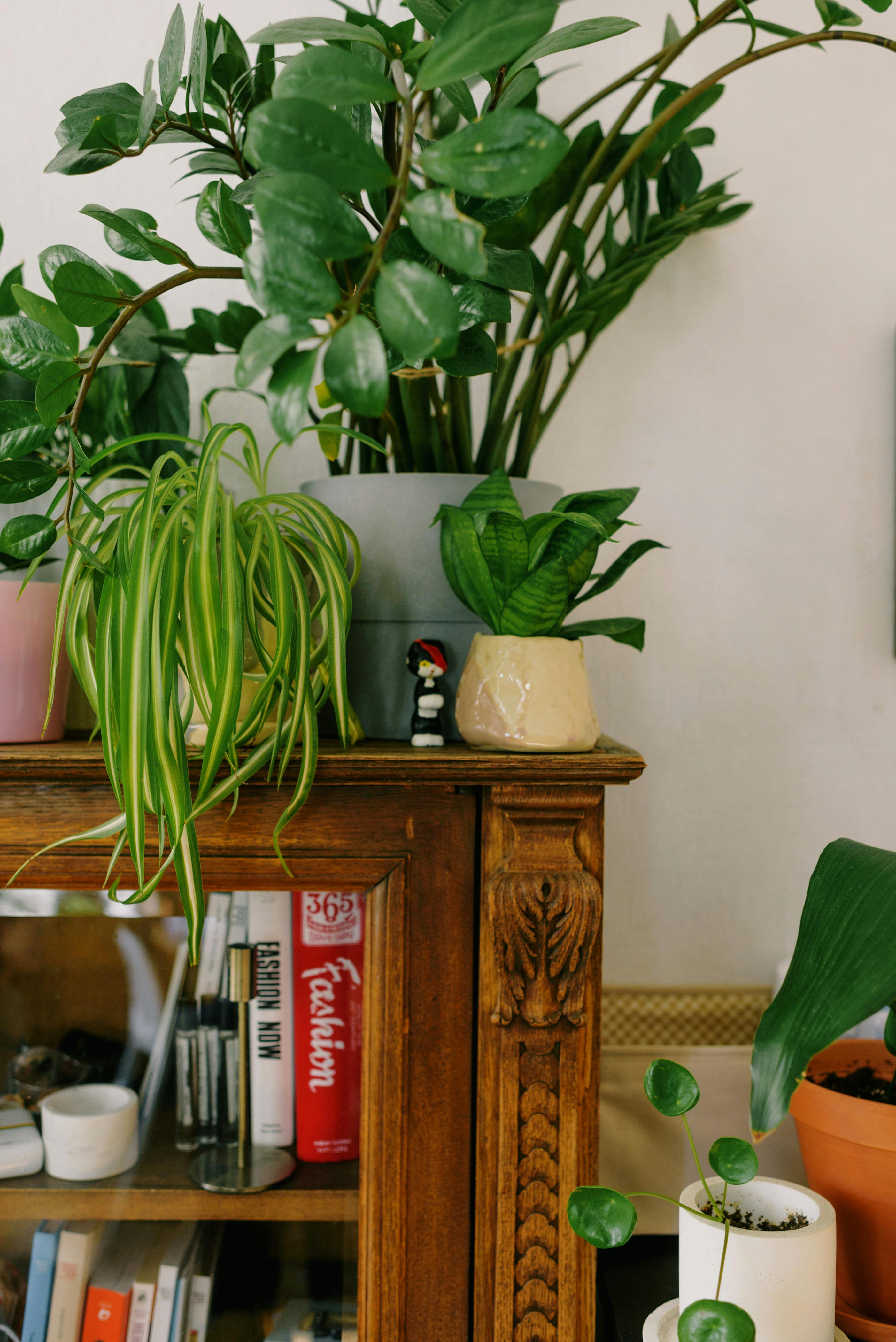4 Ways to Refresh Your Plant Space for the New Year – Grow Queen